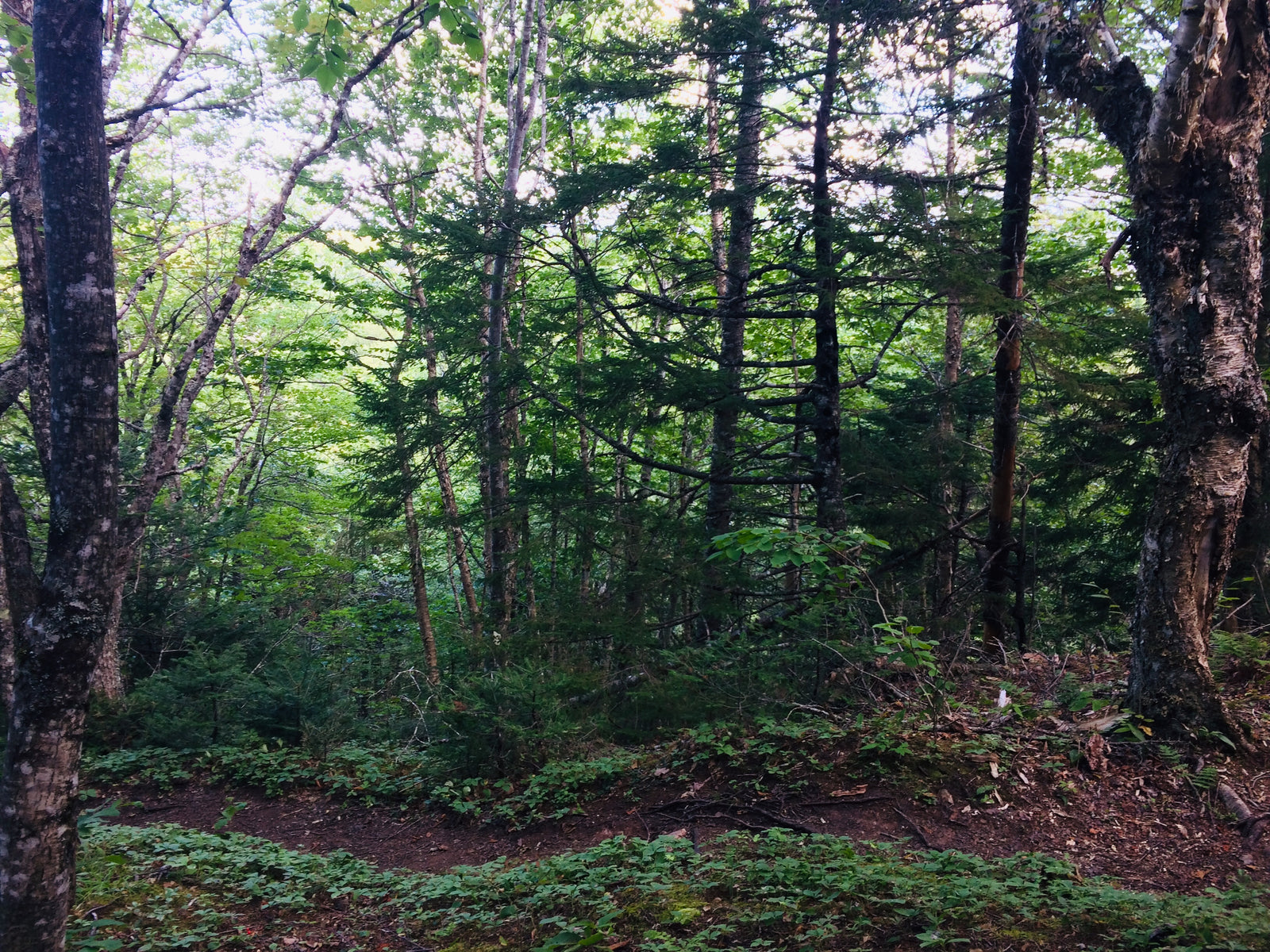Trails – Sugar Moon Farm