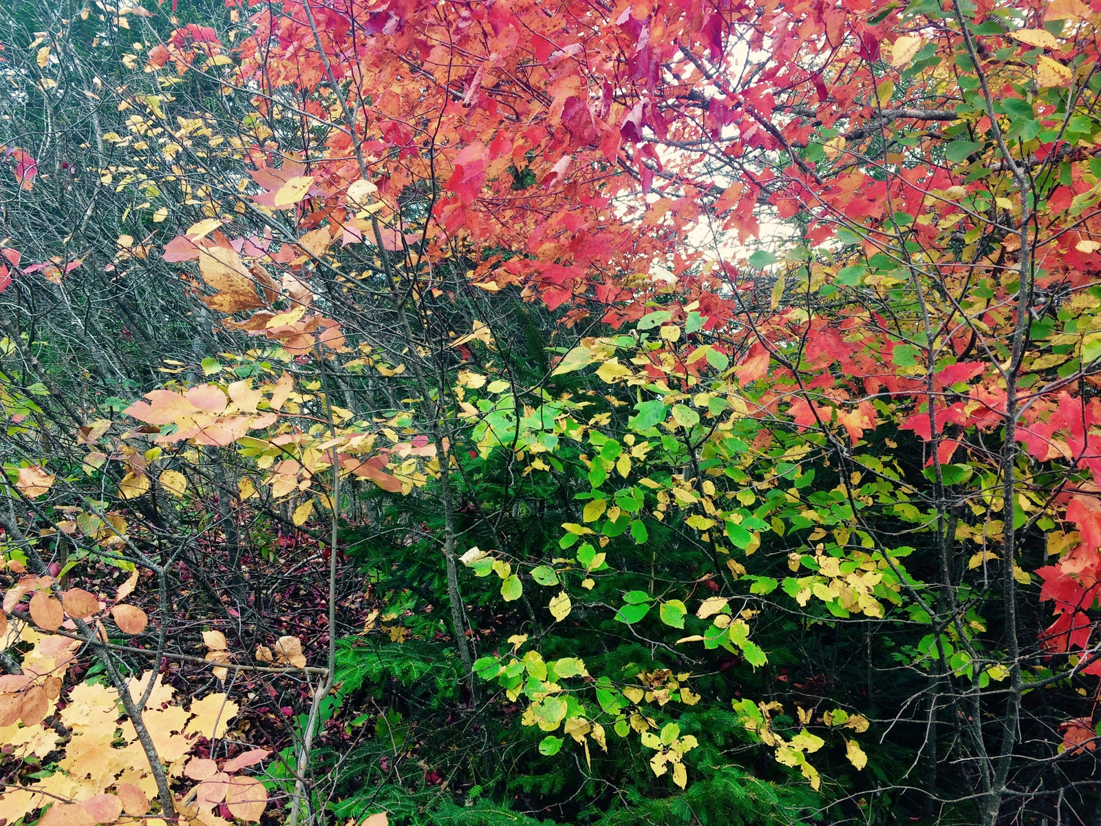 Trails – Sugar Moon Farm