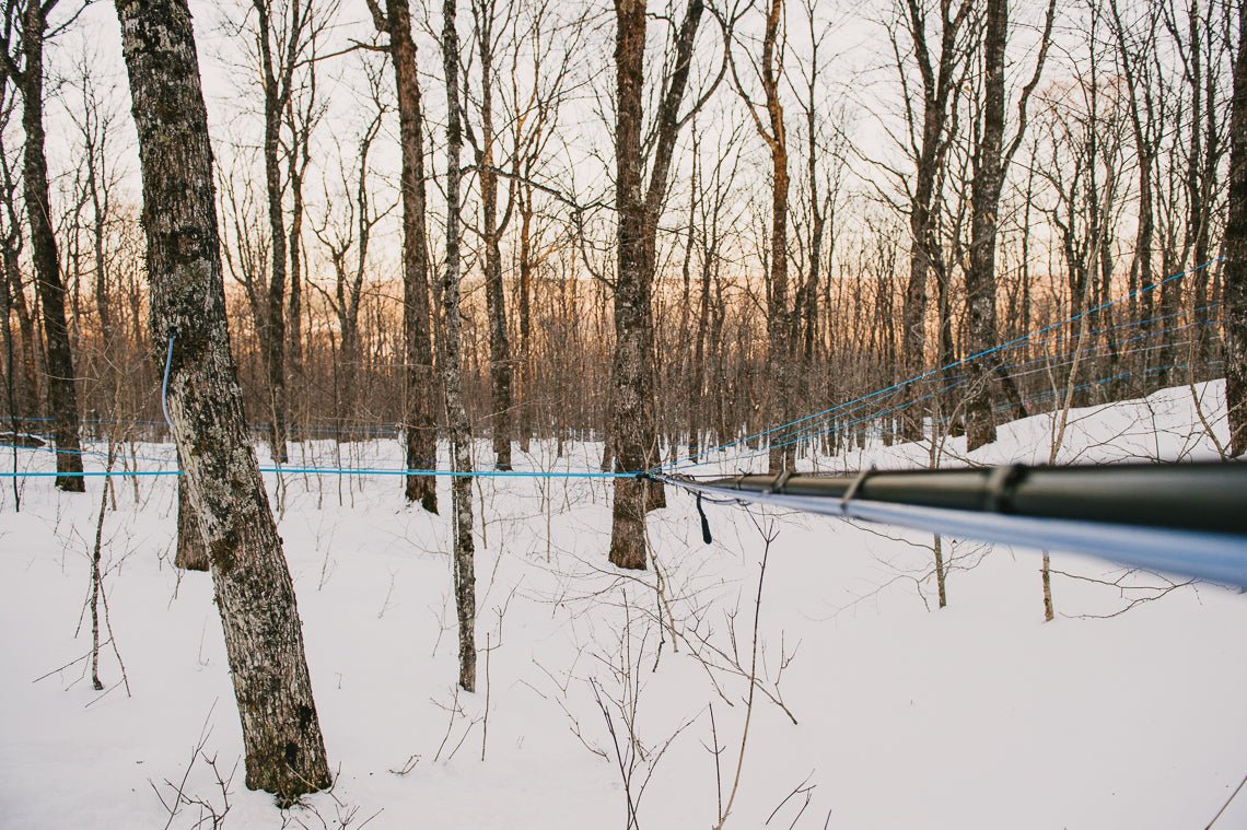 Maple – Sugar Moon Farm